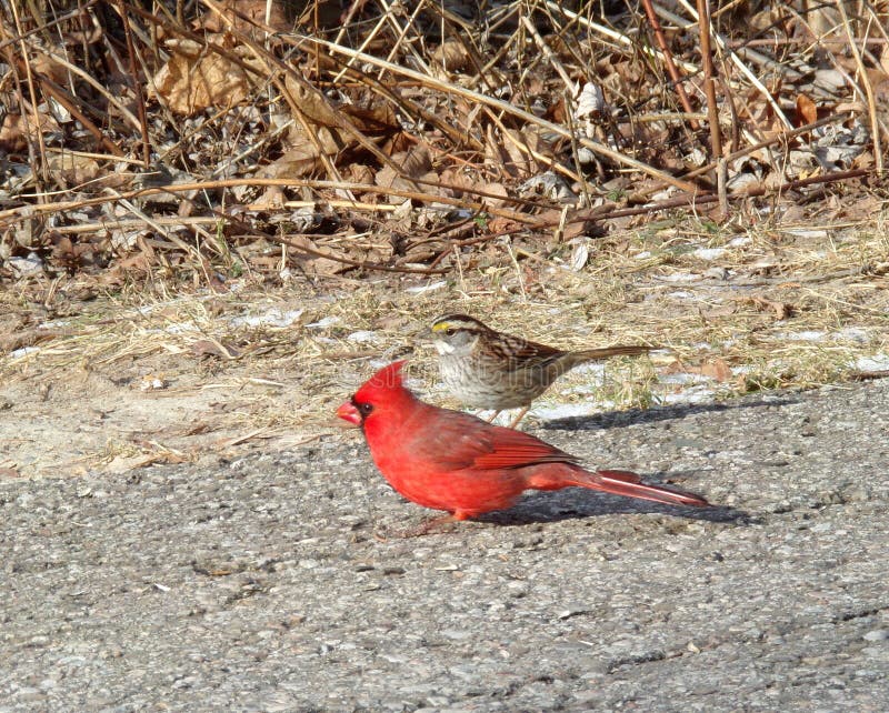 Cardinal Birds stock image. Image of seeds, ground, undefined - 354666111