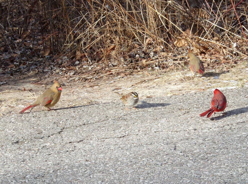Cardinal Birds stock photo. Image of bush, cardinal - 354665384