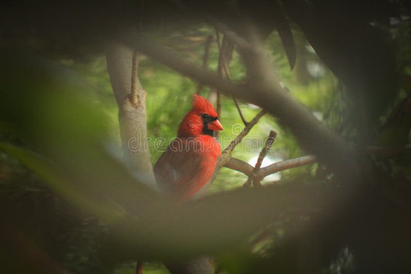Cardinal Blinds Stock Photos - Free & Royalty-Free Stock Photos from ...