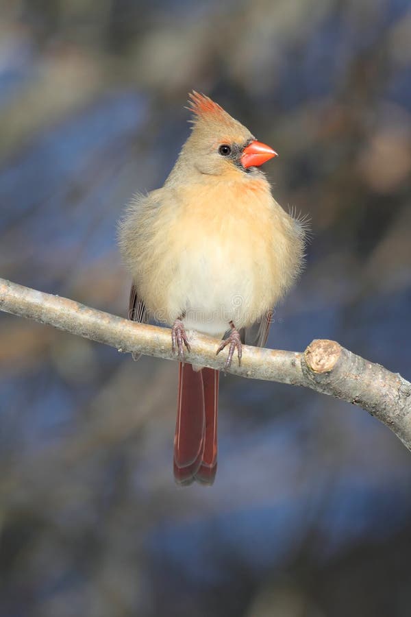 Cardinal on a Branch stock image. Image of wild, wing - 12278337
