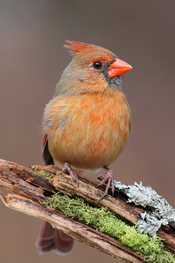 Cardinal on a Branch stock image. Image of tree, wildlife - 12363167