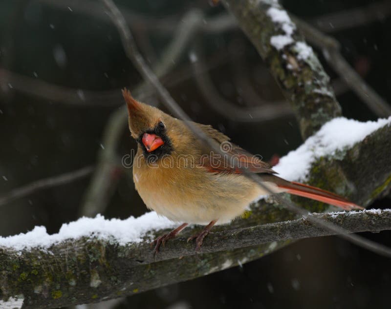 Cardinal on a branch stock photo. Image of wildnature - 205573142