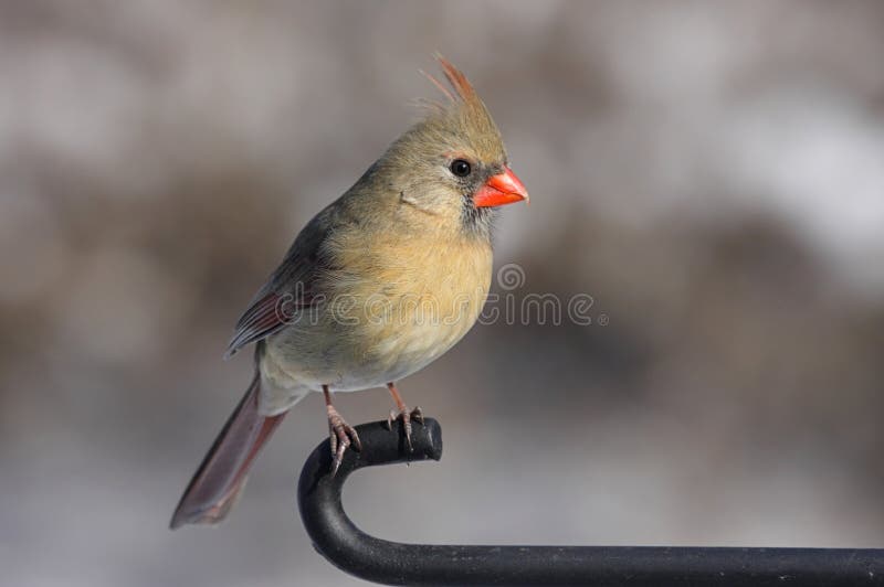Cardinal on a Branch stock image. Image of animal, wildlife - 22597277