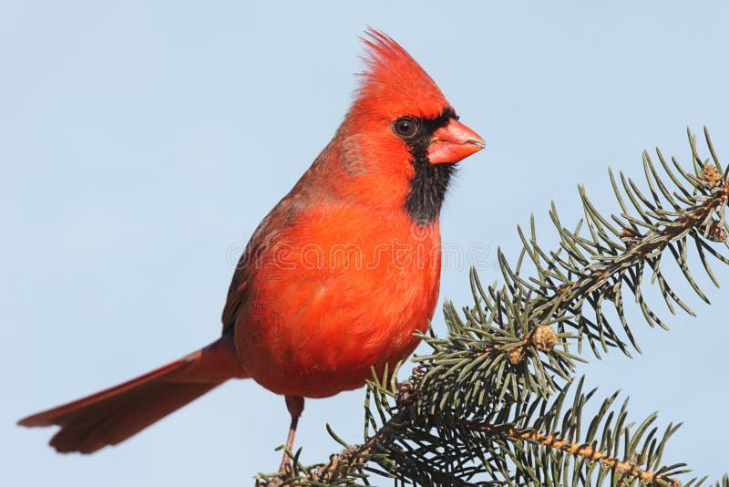 Cardinal on a Branch stock image. Image of tree, wildlife - 12363167