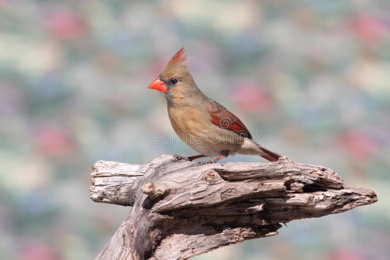 Cardinal on a Branch stock image. Image of tree, wildlife - 12363167