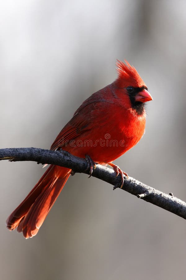 Cardinal on a branch stock image. Image of cloudy, feed - 89710643