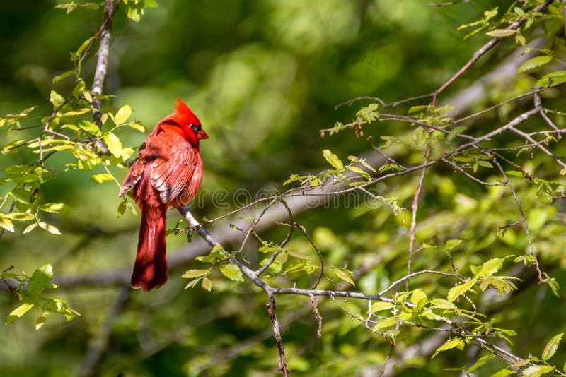 Cardinal on a Branch stock photo. Image of trees, branch - 56861902