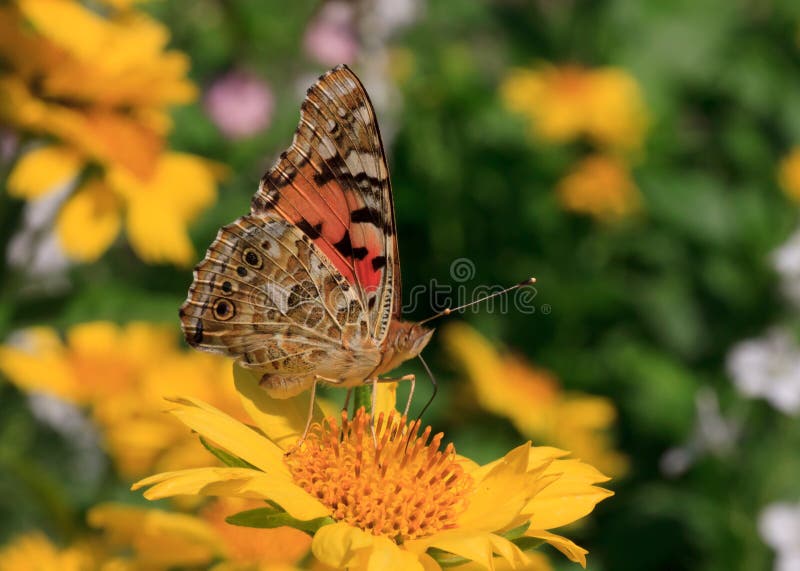 Cardinal butterfly stock photo. Image of insect, sitting - 45812402