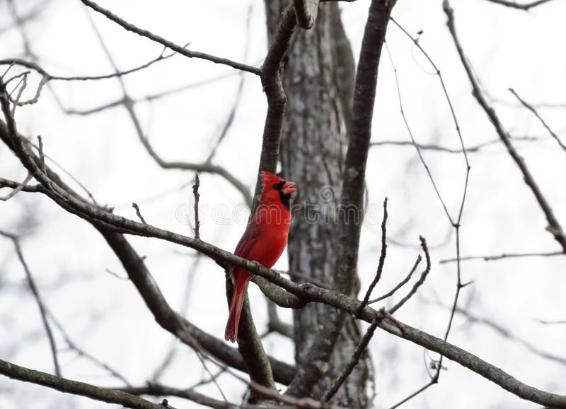 Cardinal Calling stock photo. Image of vegetation, spring - 51691176