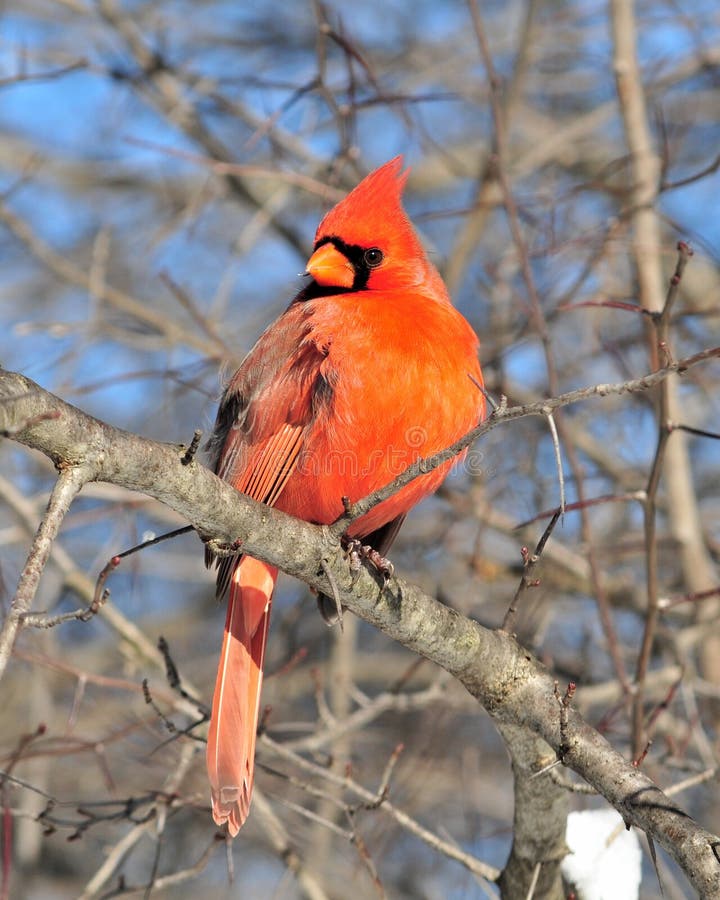 Cardinal (Cardinalis Cardinalis) Stock Image - Image of avian, male ...