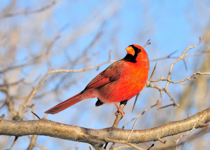 Cardinal (Cardinalis Cardinalis) Stock Image - Image of woods, male ...