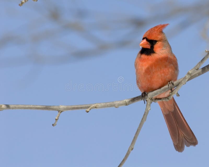 Cardinal love stock image. Image of ornithology, female - 3825499