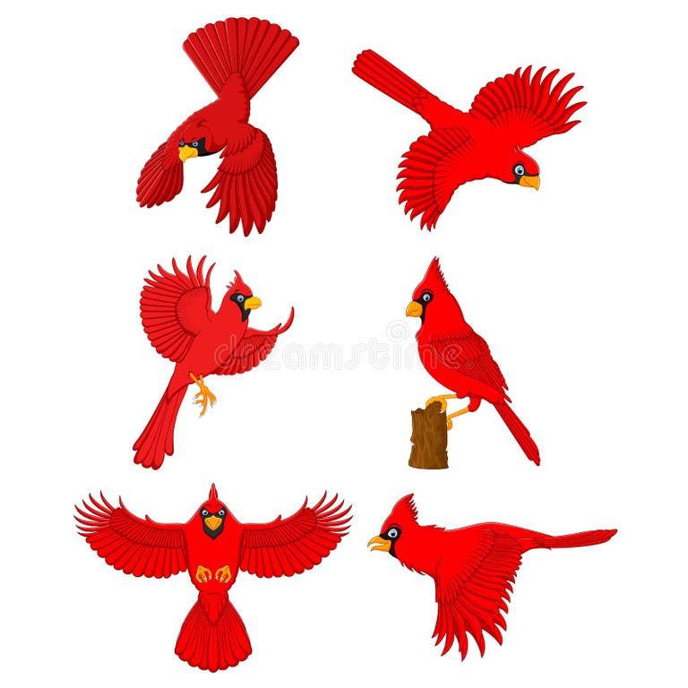 Funny Cardinal Bird Stock Illustrations – 731 Funny Cardinal Bird Stock ...