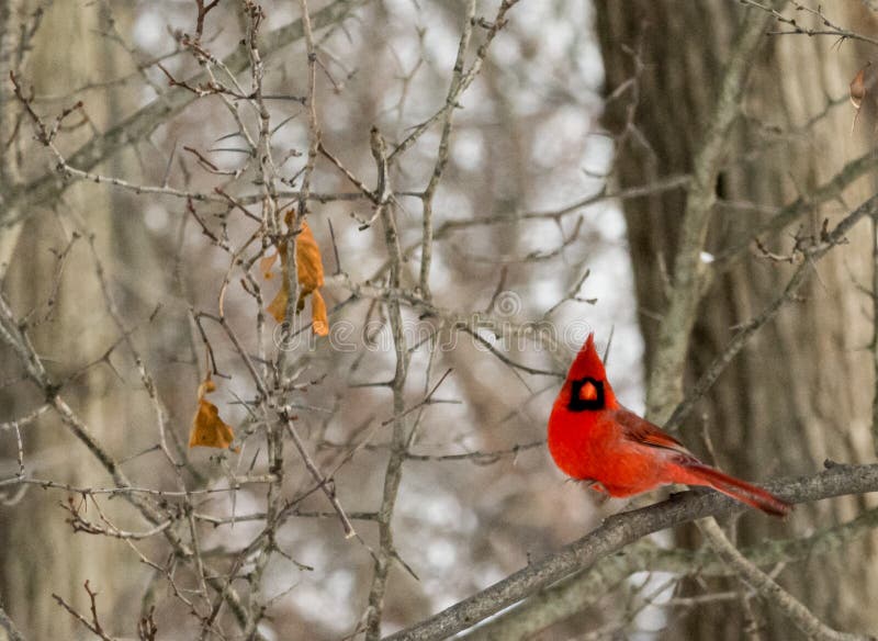 Cardinal stock image. Image of pretty, cardinal, bird - 36826075