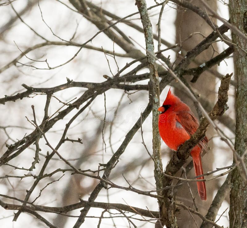 Cardinal stock image. Image of bird, feathers, closeup - 36828243