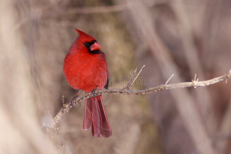 Cardinal on a Cool Autumn Day Stock Photo - Image of tree, isolated ...