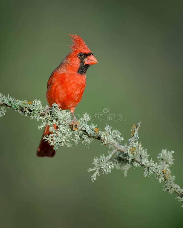 Northern Cardinal - Forward-facing Photo stock - Image du pennsylvania ...