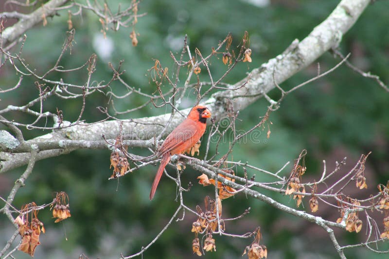 Red cardinal eating a seed stock photo. Image of eating - 17933806