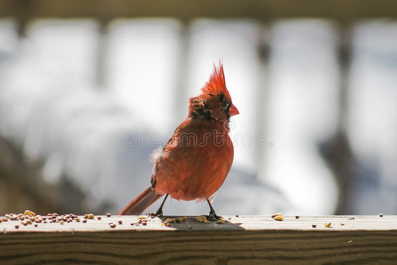 Red cardinal eating a seed stock photo. Image of eating - 17933806
