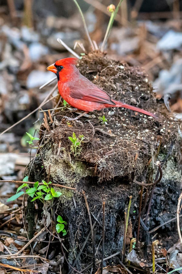 A Cardinal Eats a Seed on the Top of a Rotting Tree Stump Stock Photo ...