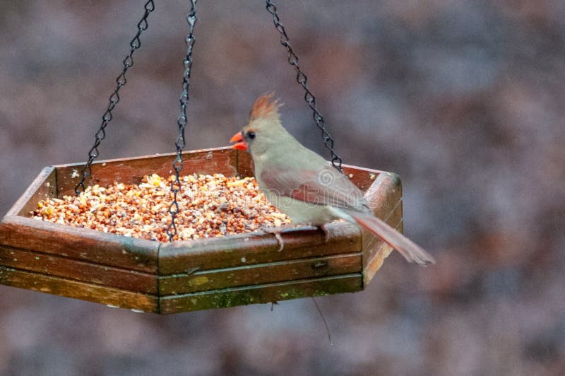 Cardinal Feeding at Bird Feeder in Carolina Stock Image - Image of ...