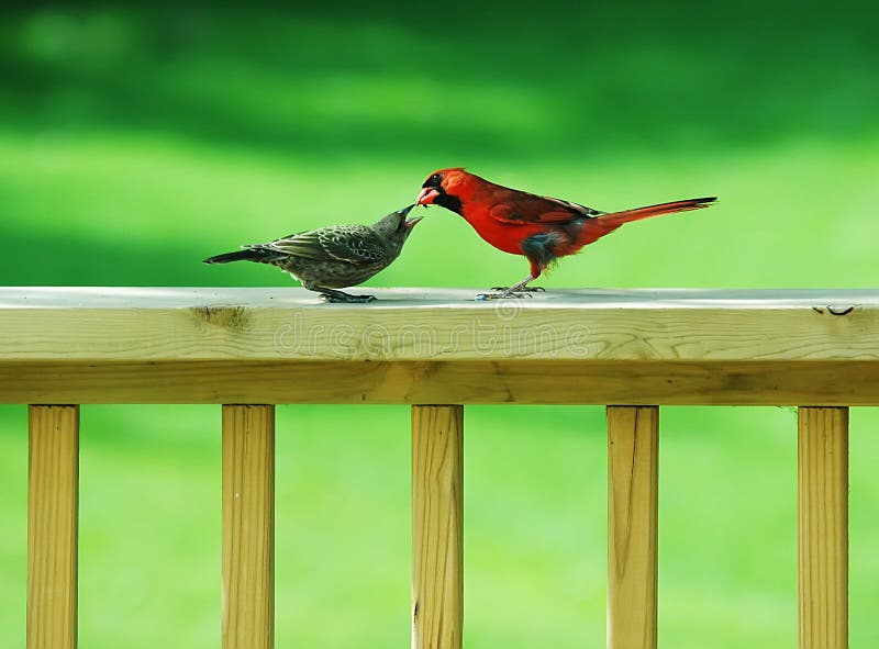 Cardinal Feeding a Wren stock image. Image of wood, grass - 2711055