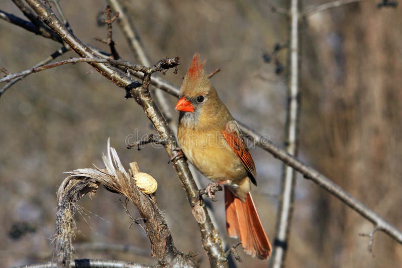 Young Female Cardinal Bird Stock Photos - Free & Royalty-Free Stock ...