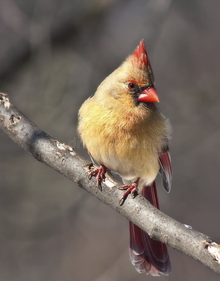 Beautiful Female Cardinal in Oak Tree Stock Photo - Image of alert ...