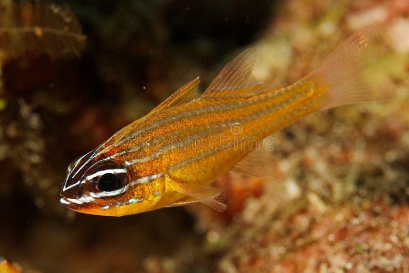 Golden Damselfish stock photo. Image of diving, damselfish - 32053292