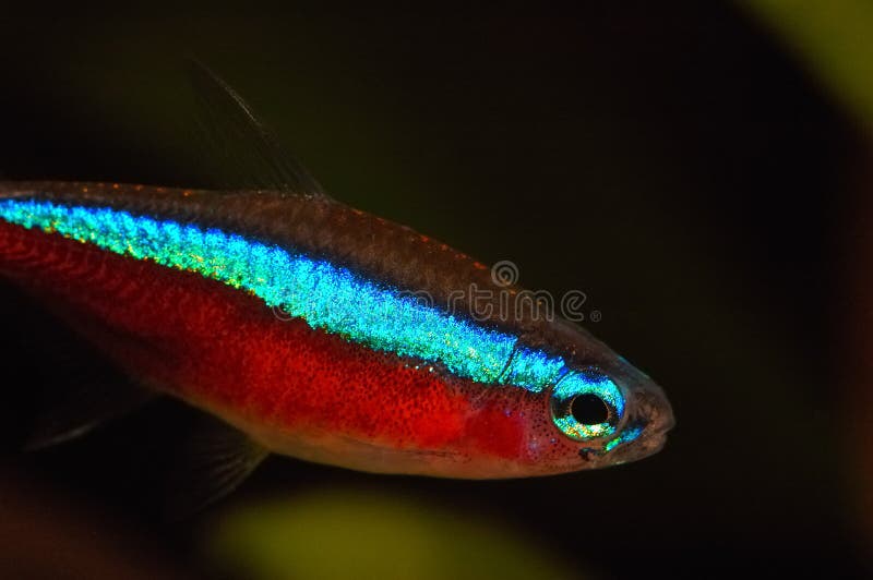 Cardinal fish aquarium stock photo. Image of axelrodi - 2251378