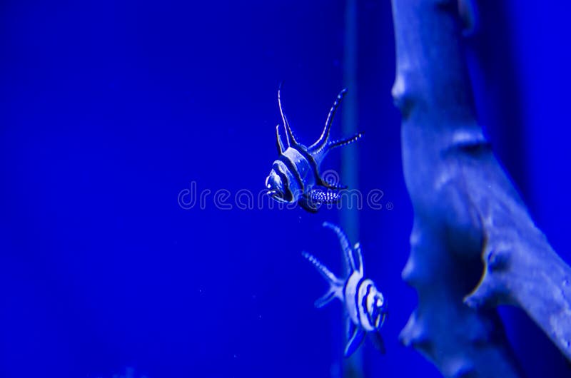 Bengali Cardinal Stock Photos - Free & Royalty-Free Stock Photos from ...