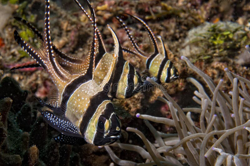 Cardinal fish stock image. Image of cardinal, blue, beautiful - 44620463