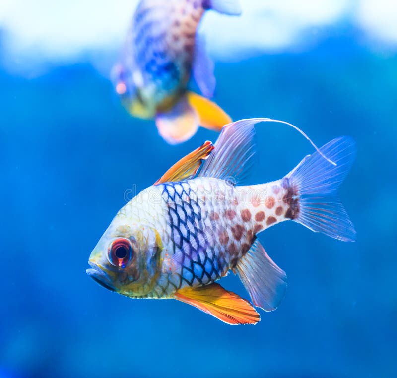 Poissons Cardinaux De Pyjama (nematoptera De Sphaeramia) Image stock ...