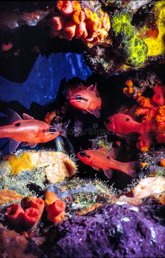 Cardinal Fish stock photo. Image of fish, group, small - 60567472