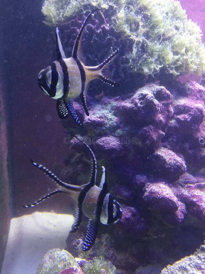 Cardinal fish pair stock photo. Image of couple, water - 78168854