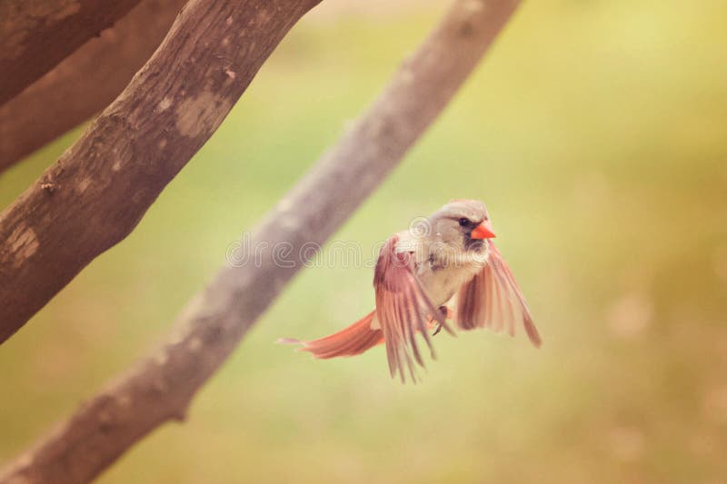 Cardinal in flight stock image. Image of spring, bird - 57291803