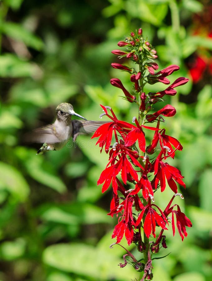 Cardinal Flower and Hummingbird Stock Photo - Image of carolina ...