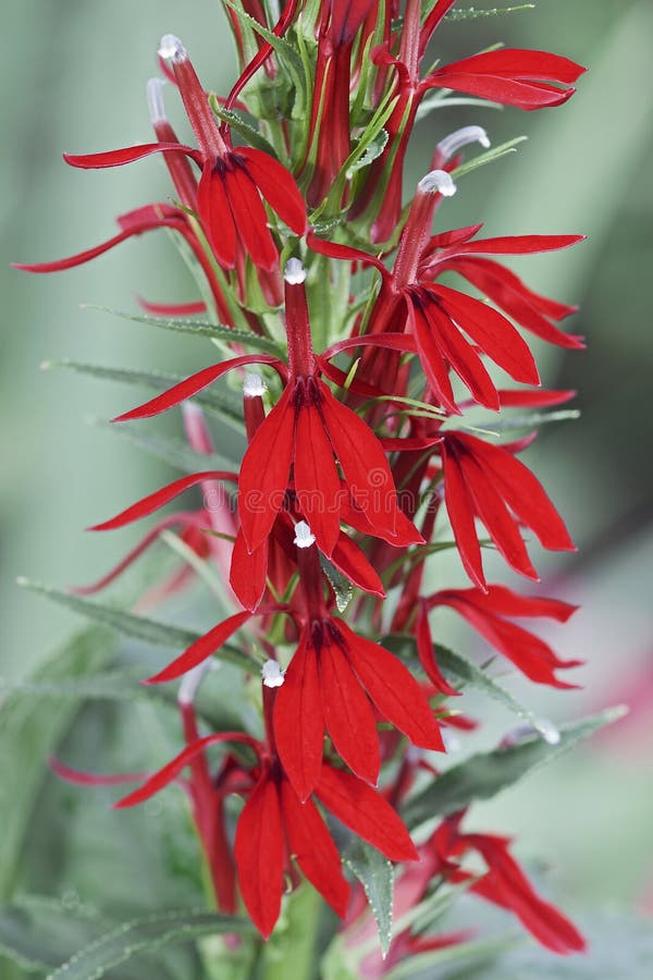 Close-up Image of Cardinal Flower Stock Photo - Image of cardinalis ...