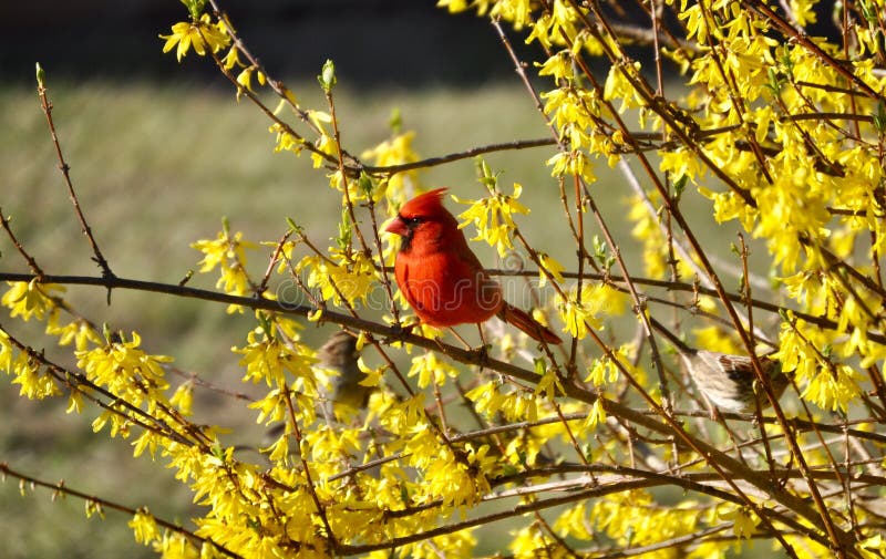 Male Cardinal And Yellow Flowers Stock Photo - Image of beak, closeup ...