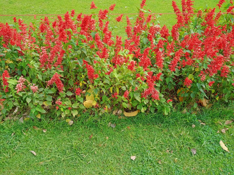 Cardinal Flowers during Spring Stock Image - Image of spring, flowers ...