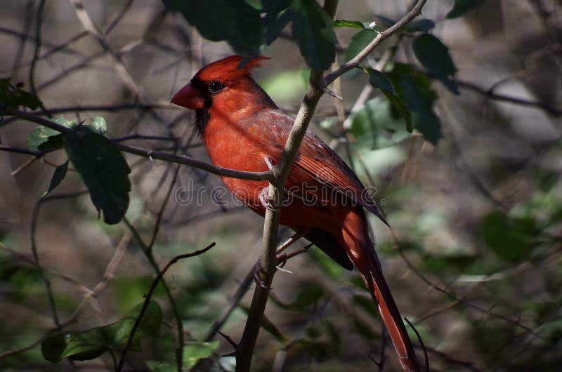Cardinal in foliage stock photo. Image of foliage, cardinal - 238901374