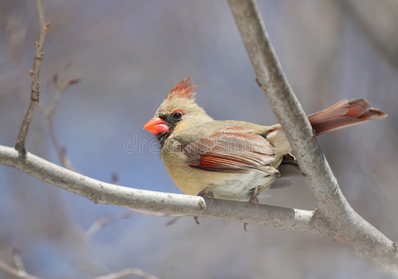 Cardinal in forest stock photo. Image of female, outdoor - 70679208