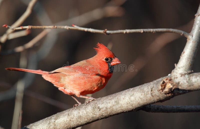 Cardinal in forest stock photo. Image of cardinal, forest - 64877820