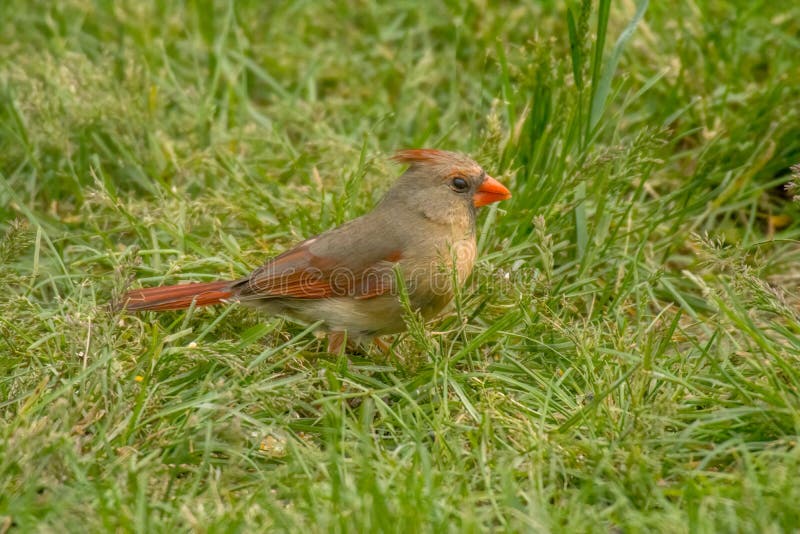 Posing cardinal stock image. Image of pretty, tree, nature - 66001457