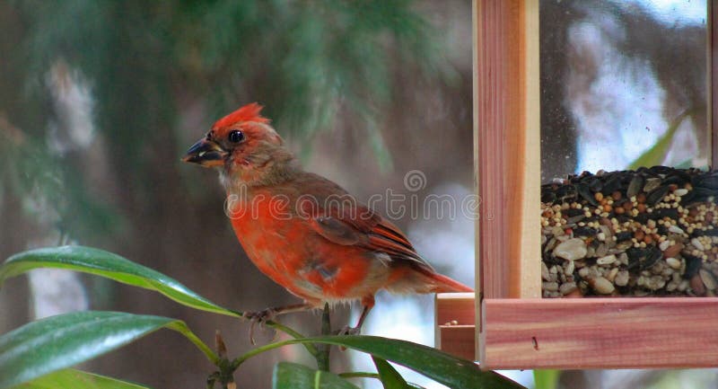 Cardinal- on guard stock image. Image of bird, fringillidae - 61120647