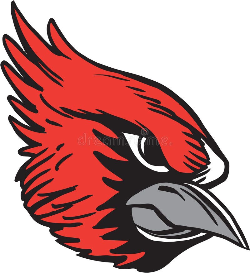 Cardinal Head Vector Illustration Stock Vector - Illustration of sport ...