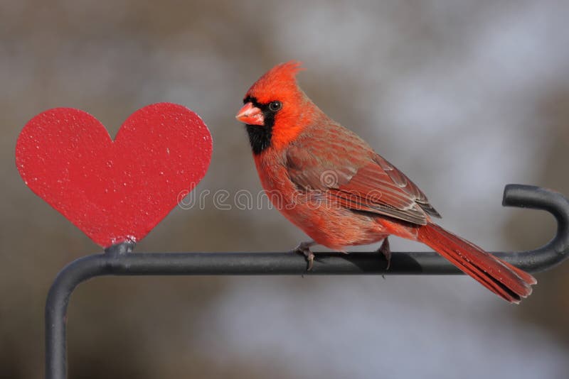 Cardinal with a Heart stock photo. Image of animal, wildlife - 7768732