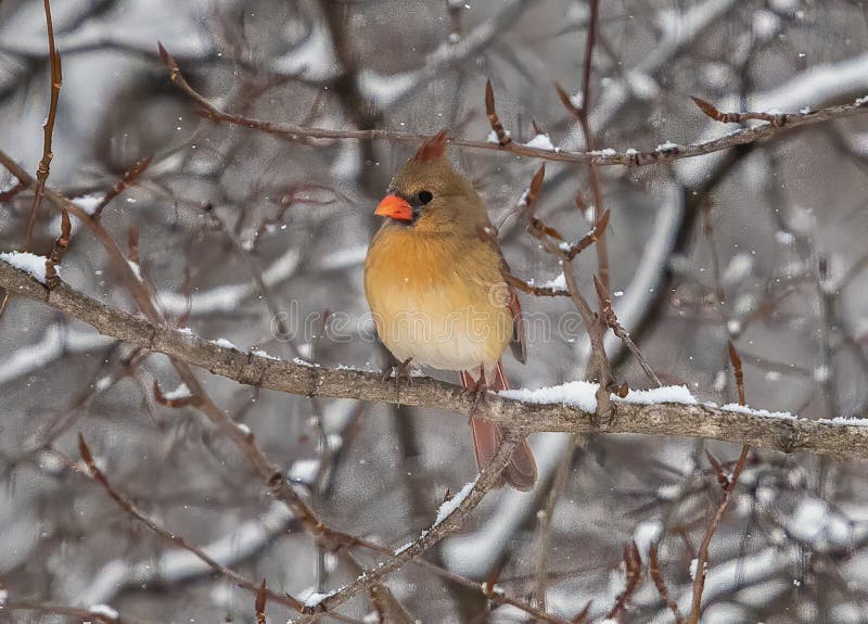 Cardinal hiding in trees stock image. Image of beak - 266964781