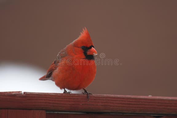 Cardinal & ice stock image. Image of nature, hungry - 531377