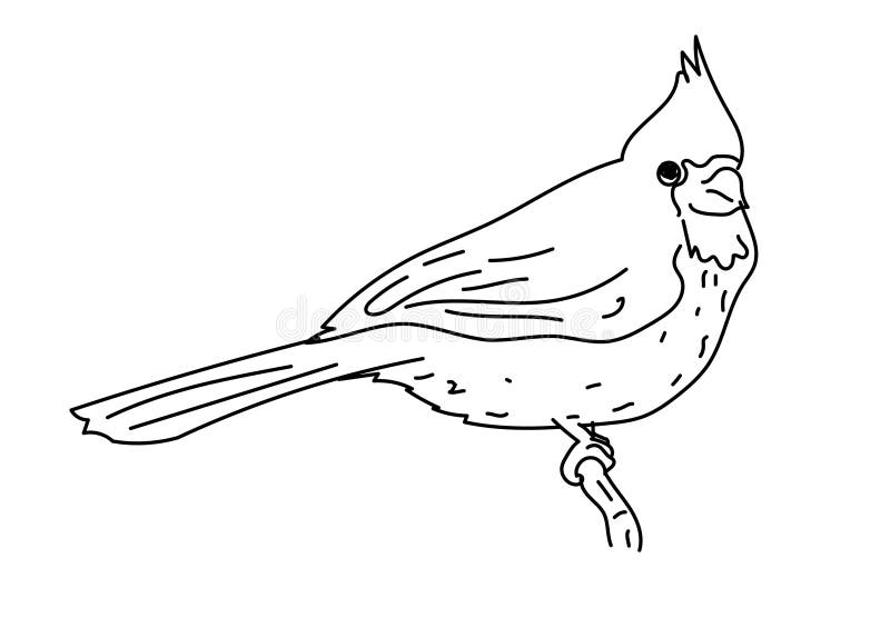 Cardinal Bird Line Art Stock Illustrations – 1,006 Cardinal Bird Line ...